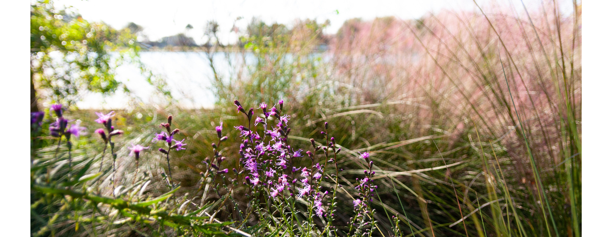 Colonial Lake Plant Share: Dig, Divide & Revitalize